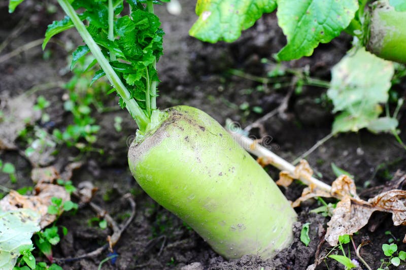 White radish stock photo. Image of ripe, fresh, raphanus - 27014854