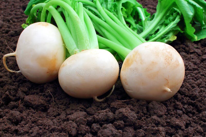 62,263 White Radish Stock Photos - Free & Royalty-Free Stock Photos ...