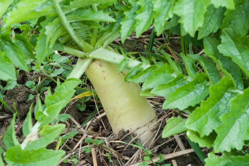 White radish in a field stock photo. Image of garden - 80538530