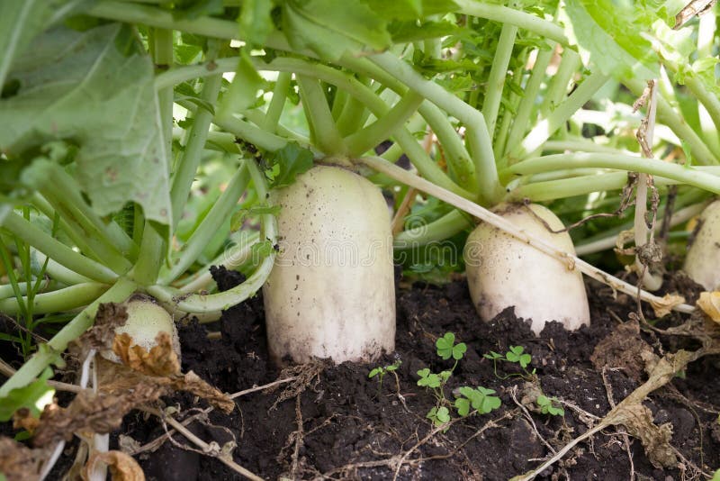 Radish farm stock image. Image of people, culture, cultivate - 15730129
