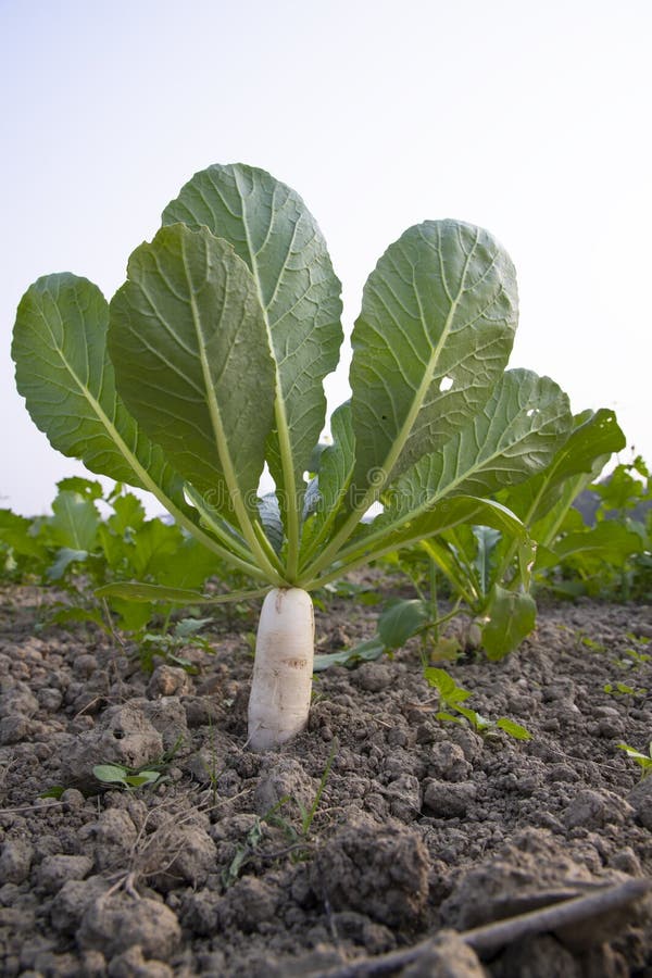 White Radish Grows in the Field with Green Leaves Stock Image - Image ...