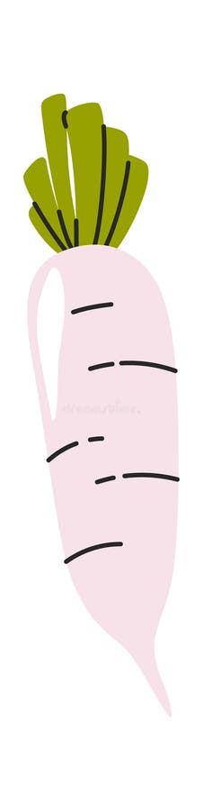 White Radish Hand Drawn Vegetable Stock Illustration - Illustration of ...