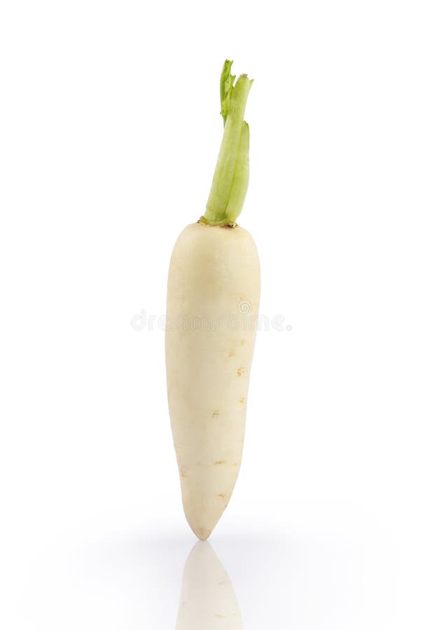 White Radish stock photo. Image of harvest, salad, rootcrops - 39288554