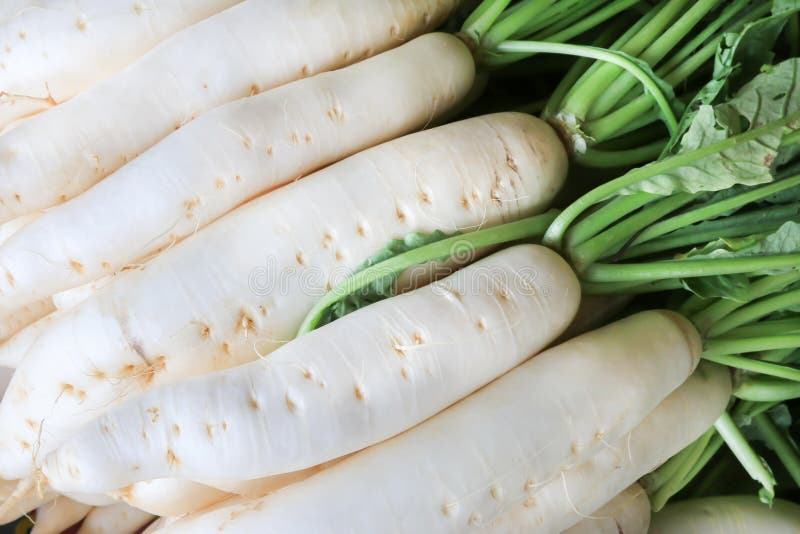 White radish stock photo. Image of crop, east, long, health - 90533108