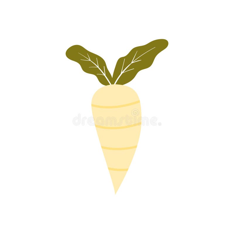 White Radish Vector Design Template Illustration Stock Vector ...