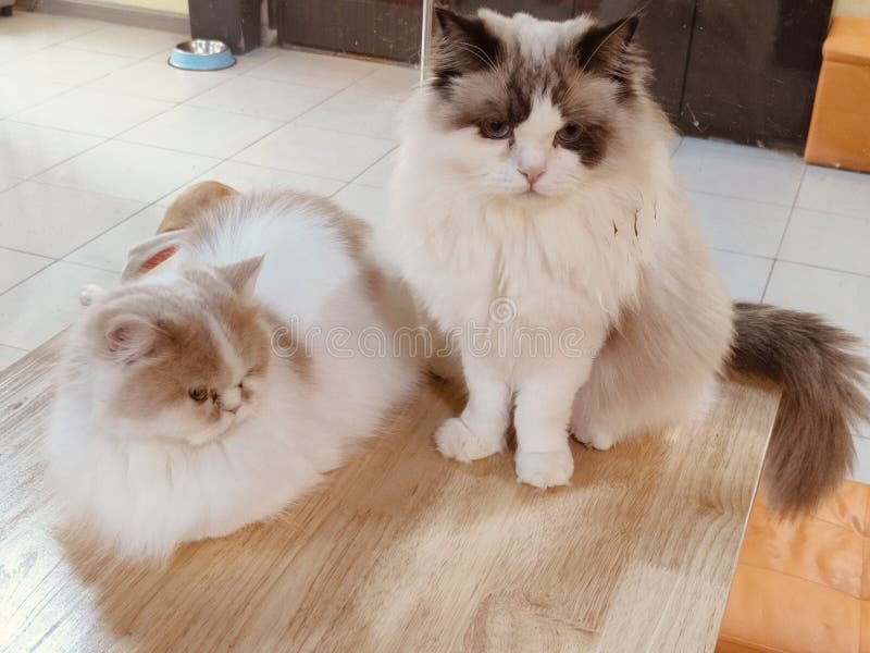 A White Ragdoll Cat and a Persian Longhair with Grey Points, Both ...