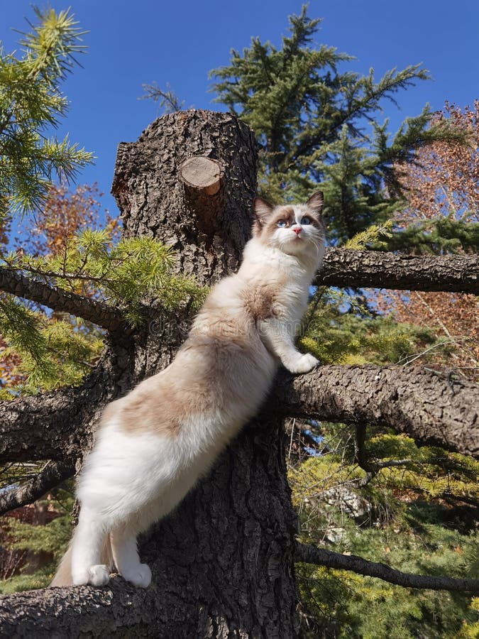 Ragdoll cat on tree stock photo. Image of tree, branch - 261939078