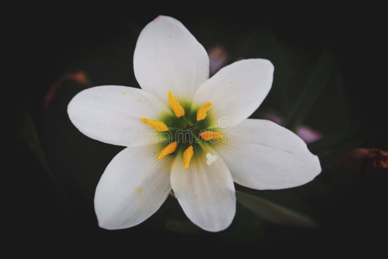 White rain lily stock photo. Image of lily, nature, white - 42744578