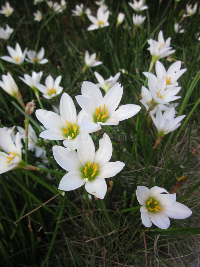 White Rain Lily or Zephyranthes Candida Flowers. Stock Photo - Image of ...
