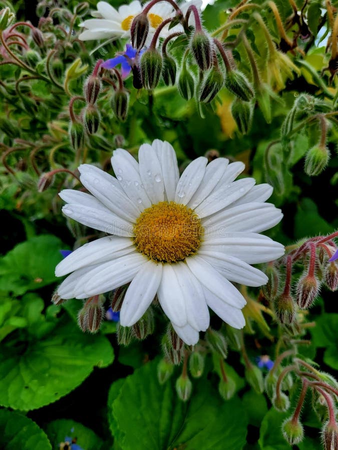 White Rainy Daisy stock photo. Image of daisy, white - 291776060