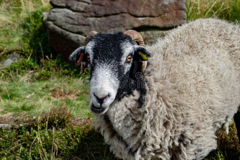 White Ram Eating Grasses on the Meadows Stock Photo - Image of field ...