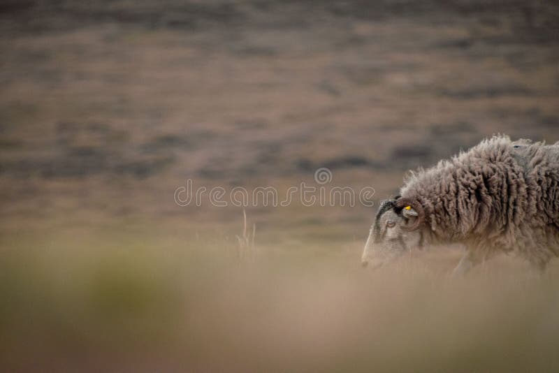 White Ram Eating Grasses on the Meadows Stock Photo - Image of farming ...