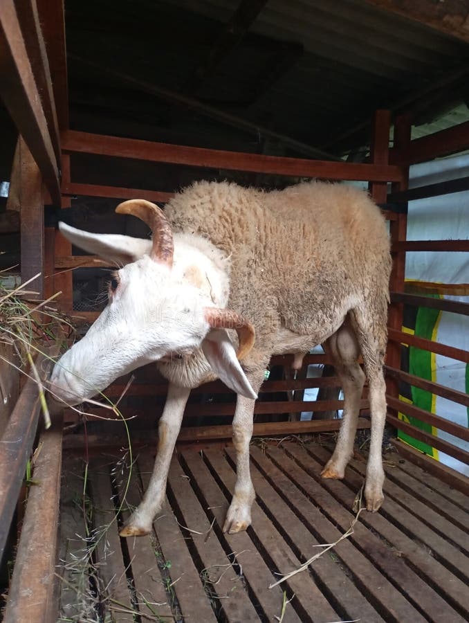White Ram Pen Eating Dry Grass Stock Photos - Free & Royalty-Free Stock ...