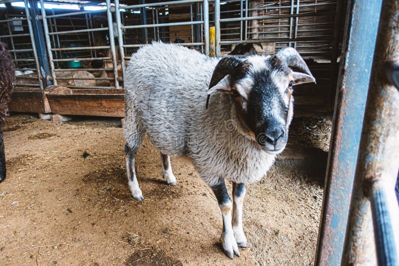 A White Ram Walks Around the Territory of the Paddock on the Farm Stock ...
