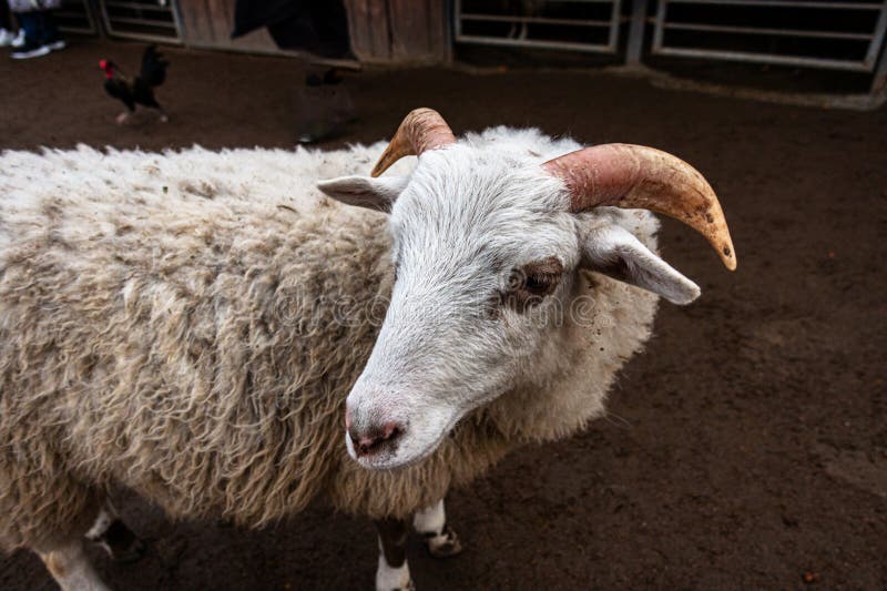 A White Ram Walks Around the Territory of the Paddock on the Farm Stock ...