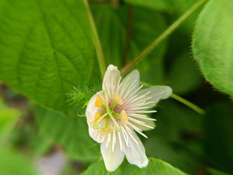 White Rambusa or Ermot & X28;Passiflora Foetida& X29; Flowers Stock ...
