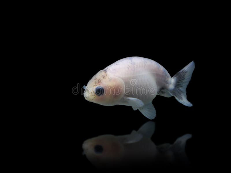 White Ranchu Goldfish Swiming with Reflection on a Black Background ...