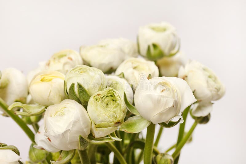 White Ranunculus stock photo. Image of yellowcup, flower - 21439822