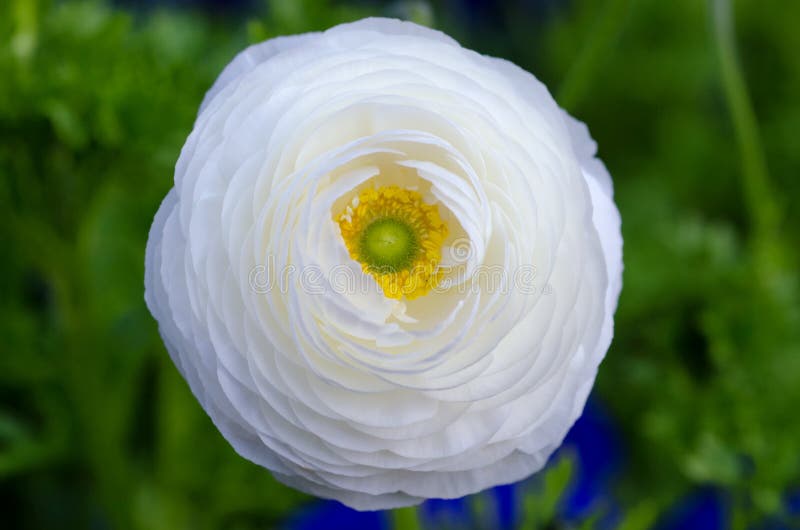 White Ranunculus flower stock photo. Image of light, card - 23701560
