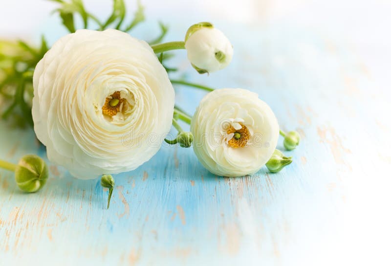 White Ranunculus in a Vase on a White Background Floral Background ...