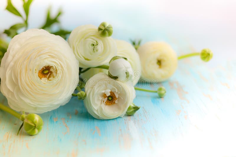 White Ranunculus flower stock photo. Image of light, card - 23701560