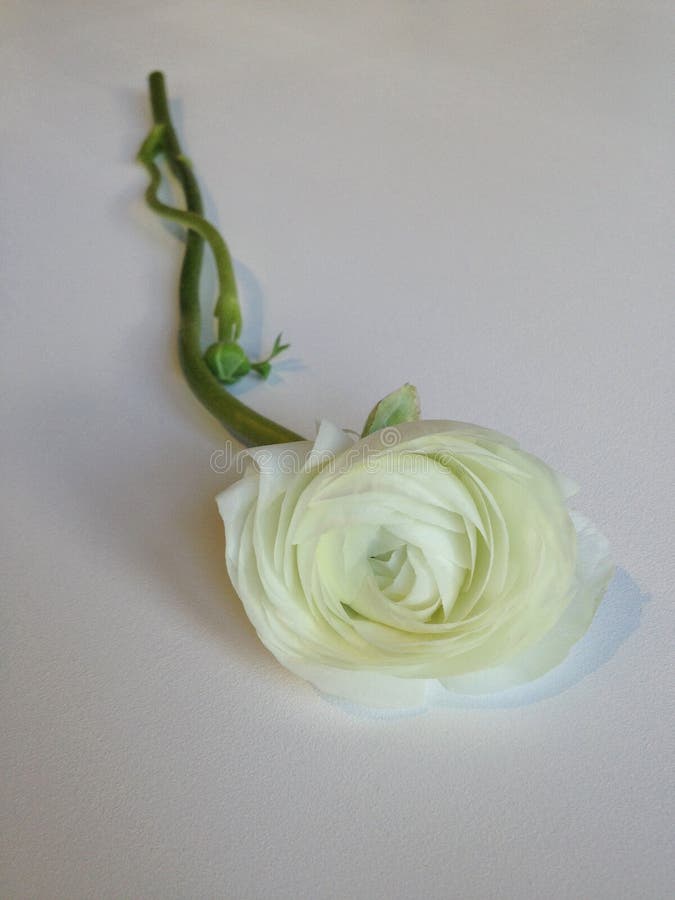 White ranunculus bud stock photo. Image of color, nature - 48499542
