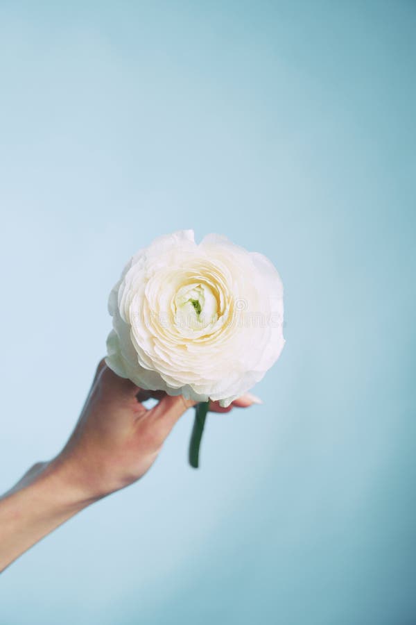 White Ranunculus Flower Held by Hand Against Blue Background in ...