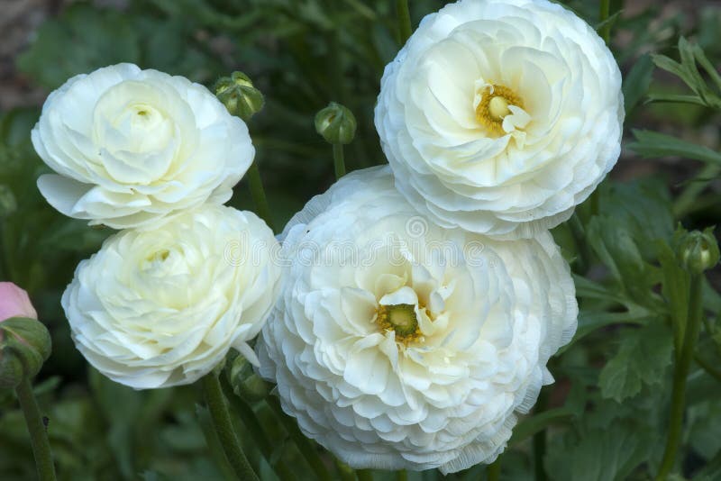 White Ranunculus Flowers in Garden Stock Photo - Image of horticulture ...