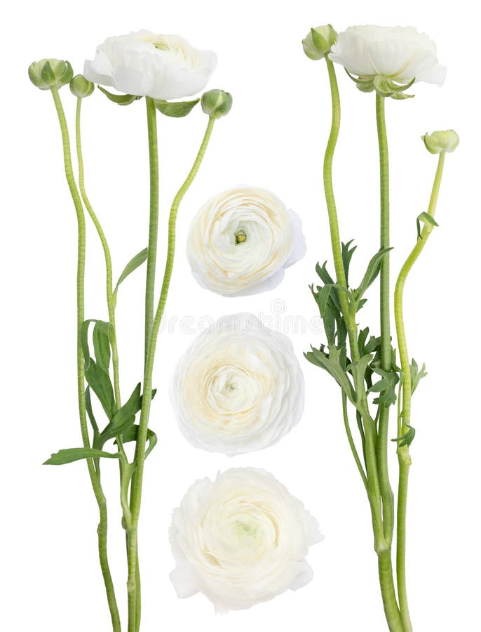 White Ranunculus Isolated on a White Background Stock Photo - Image of ...