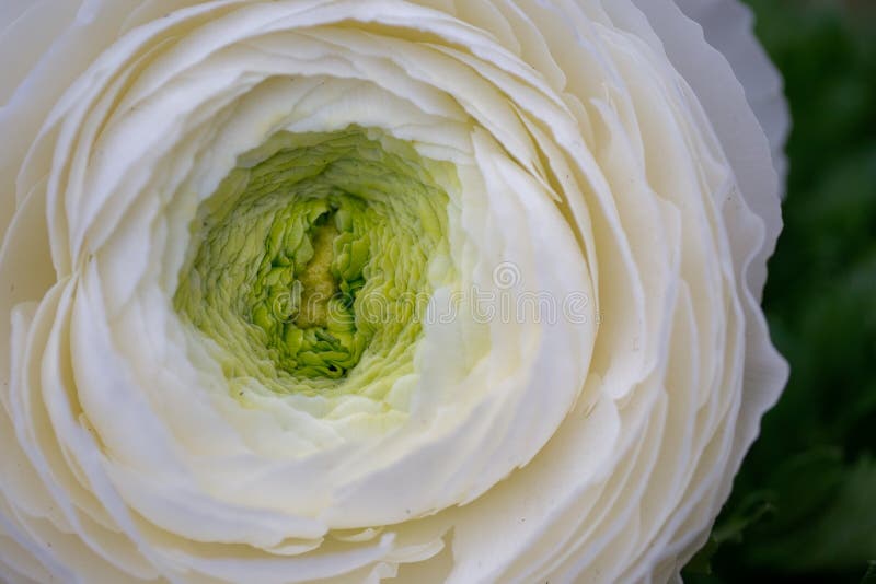 White Ranunculus flower stock photo. Image of light, card - 23701560