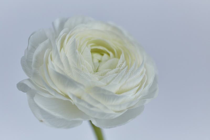 White Ranunculus on White Background Stock Photo - Image of abstract ...