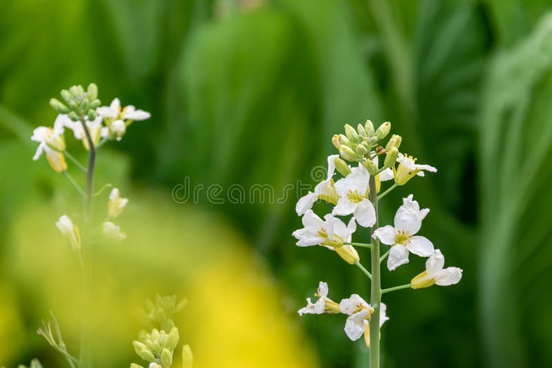 White Flowers are in the Field Stock Image - Image of honey, color ...