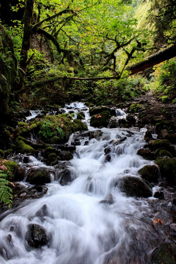 White Rapids on a Shaded Stream Stock Photo - Image of whitewater ...