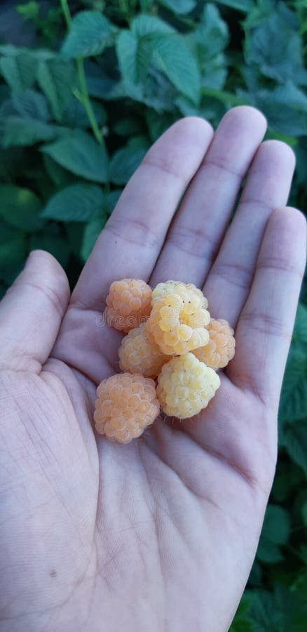 White Raspberries from Garden Stock Image - Image of enjoy, white ...