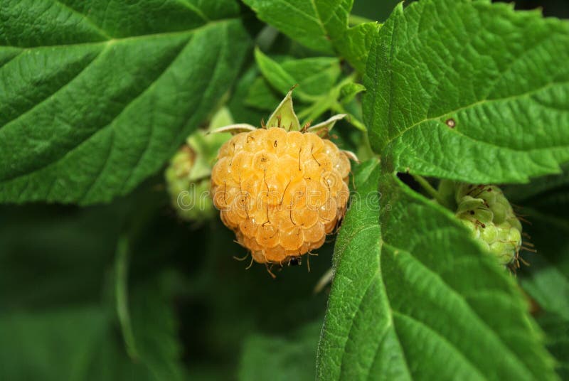 White raspberry stock photo. Image of plants, delicious - 15053676