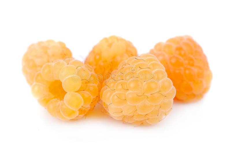 White raspberry stock photo. Image of ingredient, natural - 25293376