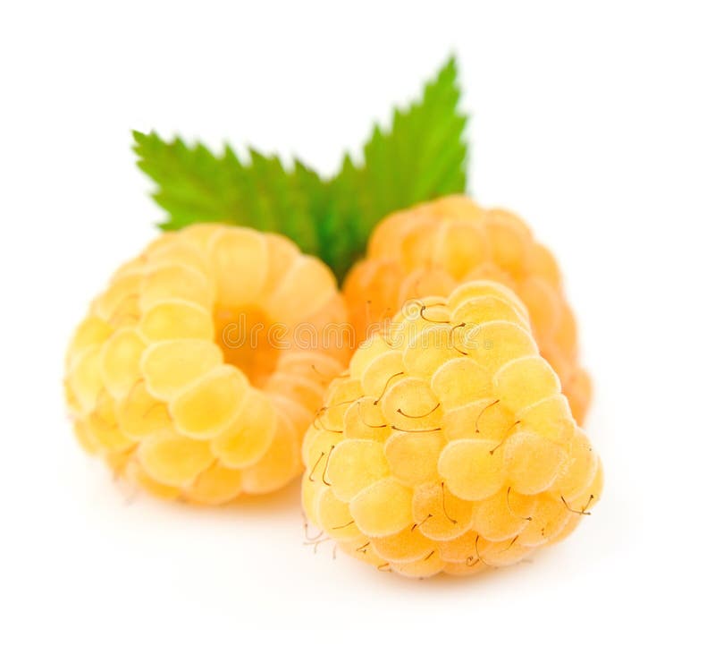 White raspberry fruits stock image. Image of meals, nutrition - 25328057