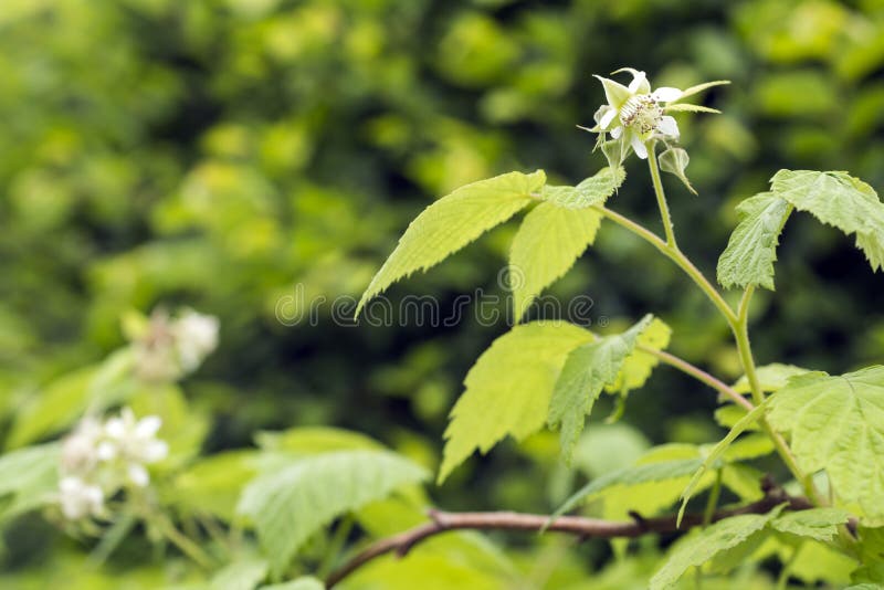 White raspberry flower stock image. Image of bloom, leaf - 66540677
