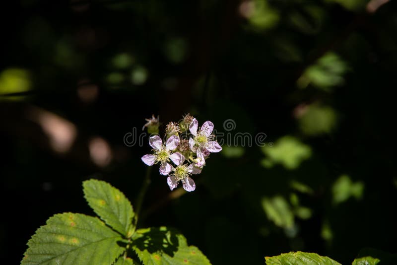 White Raspberry Flower in the Garden on a Green Background Stock Photo ...