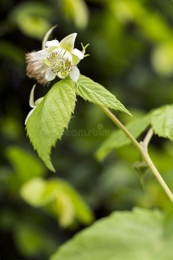 White raspberry flower stock photo. Image of culture - 66540708