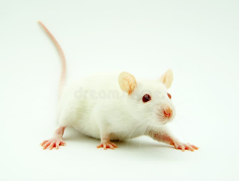 Hairless rat on a white stock image. Image of funny, rodent - 25062567