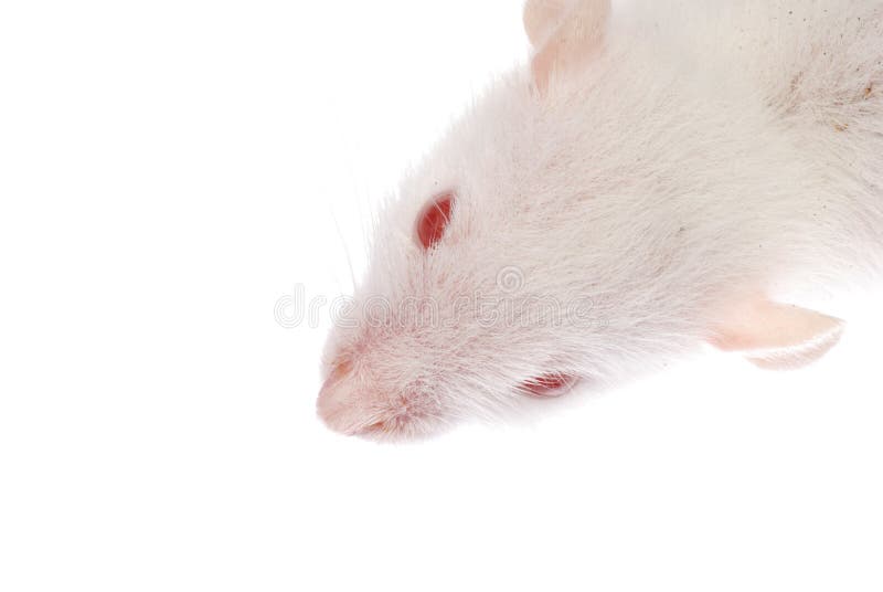 White Laboratory Rat on White Stock Image - Image of cute, small: 42040471