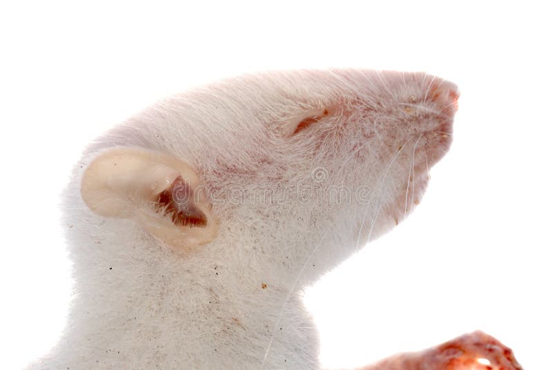 White rat stock photo. Image of furry, funny, mice, pets - 16362066