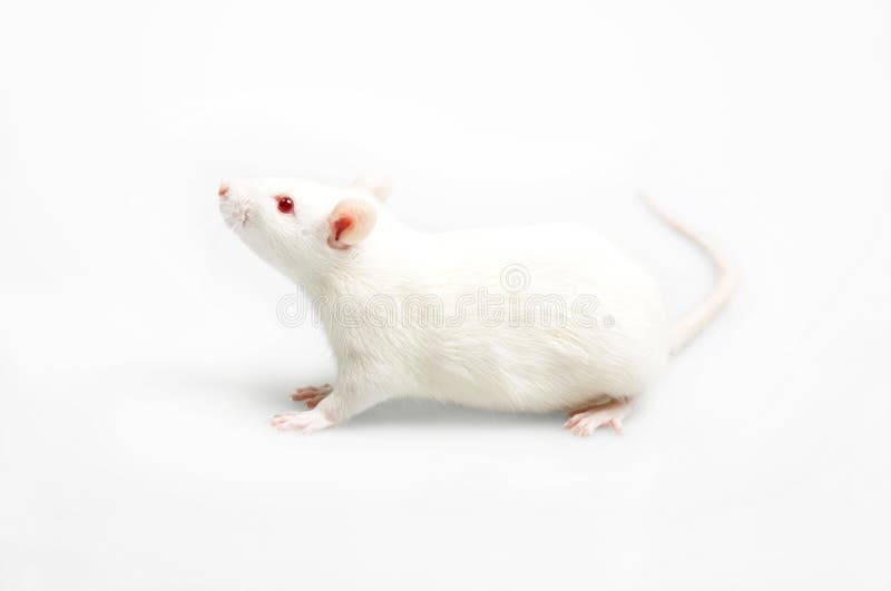 White rat stock image. Image of biology, rodent, medic - 20434561