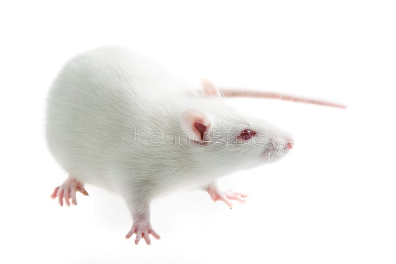White rat stock image. Image of biology, rodent, medic - 20434561