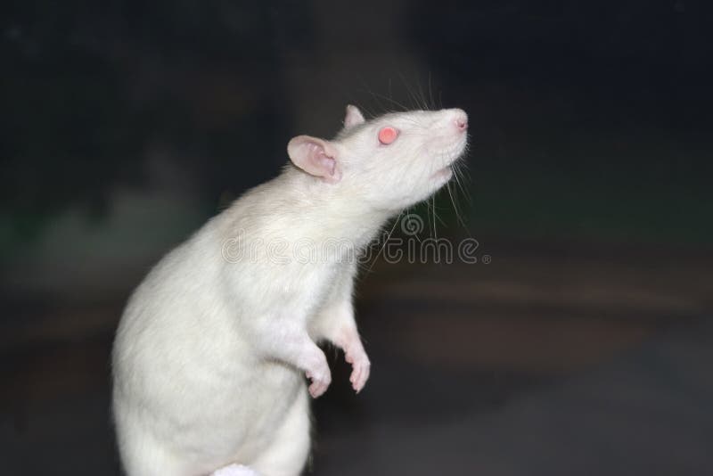 White Rat stock image. Image of white, albino, whiskers - 2740897