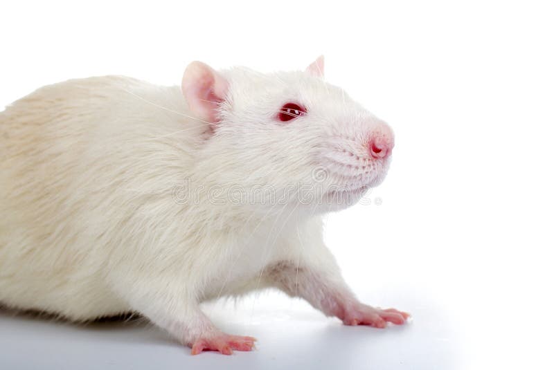 Rat stock photo. Image of tame, symbol, curiosity, domestic - 14584484