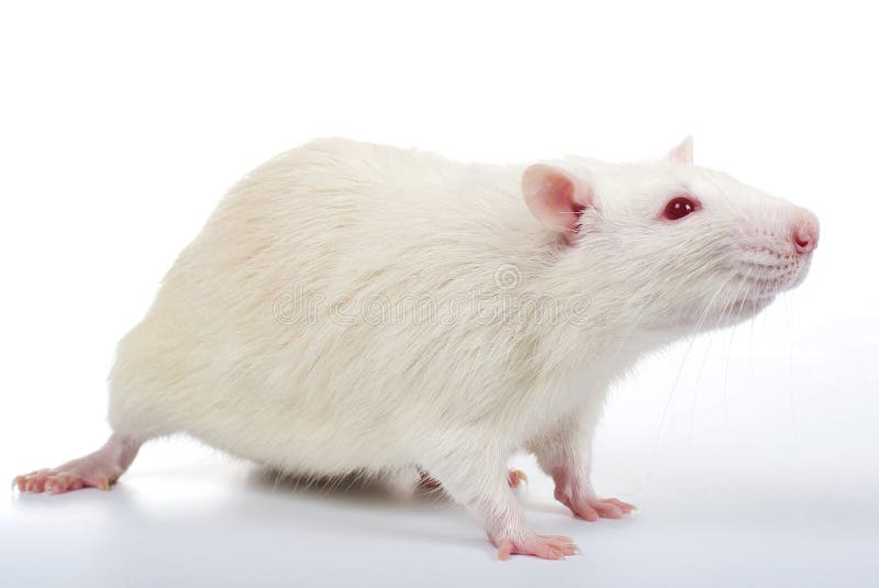 White Mouse stock photo. Image of close, rodent, white - 10882270
