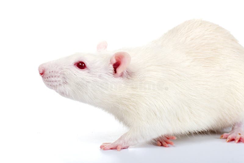 Dead Rat Isolated on White Background Stock Photo - Image of macro ...