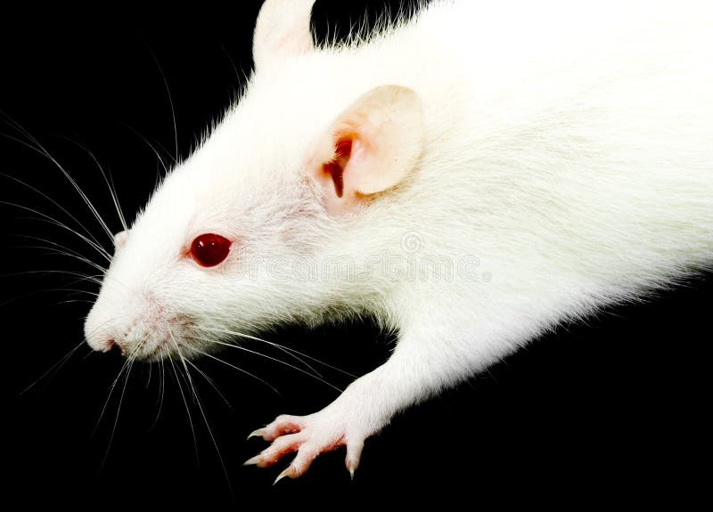 White Rat Picture. Image: 8056622